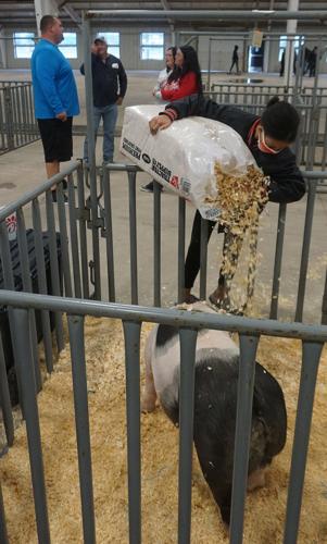 Swine show kicks off Comanche County Fair | News | swoknews.com