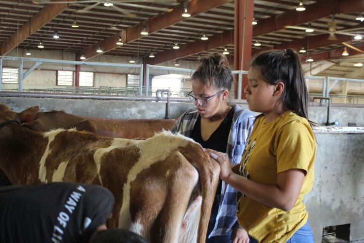 County fair begins with goat, sheep and dairy cow shows | News ...