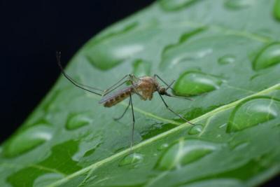 Mosquito control in your landscape | Garden | swoknews.com