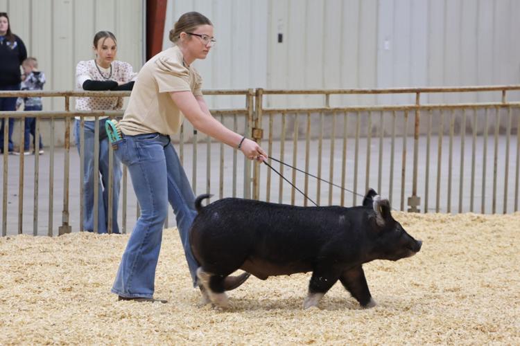 Extra preparation secret to livestock show | Community News | swoknews.com