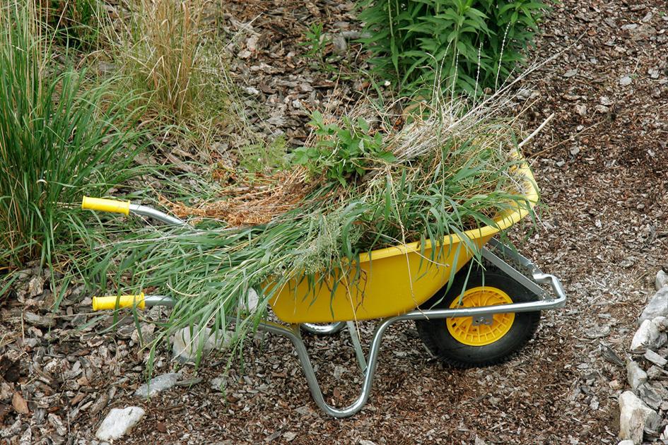 Assessing your landscape damage, correct mistakes made in past | Garden ...