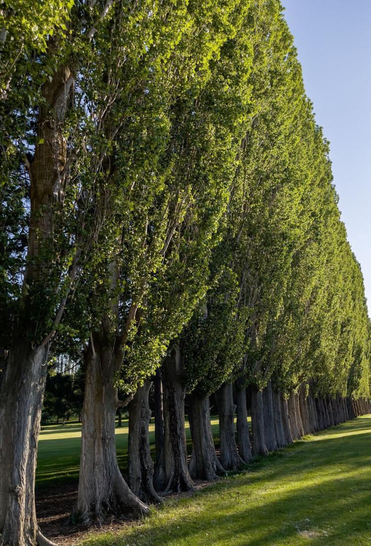 COLUMN: Landscape to cut energy cost | Community News | swoknews.com