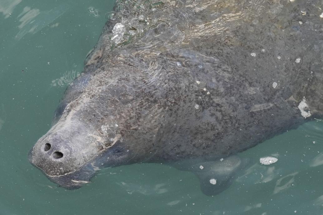 Manatees congregate in warm waters near power plants as US winter ...