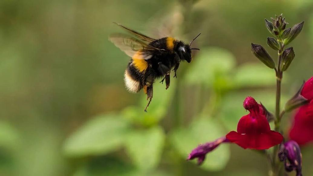 Rewilding the Front Lawn: Bee-Friendly Gardens and Sustainable ...