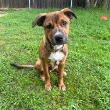 Fishy’s Friends Rescue Pet of the Week | Community News | swoknews.com