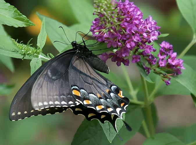 Lo & Behold the Ruby Chip butterfly bush | Garden | swoknews.com