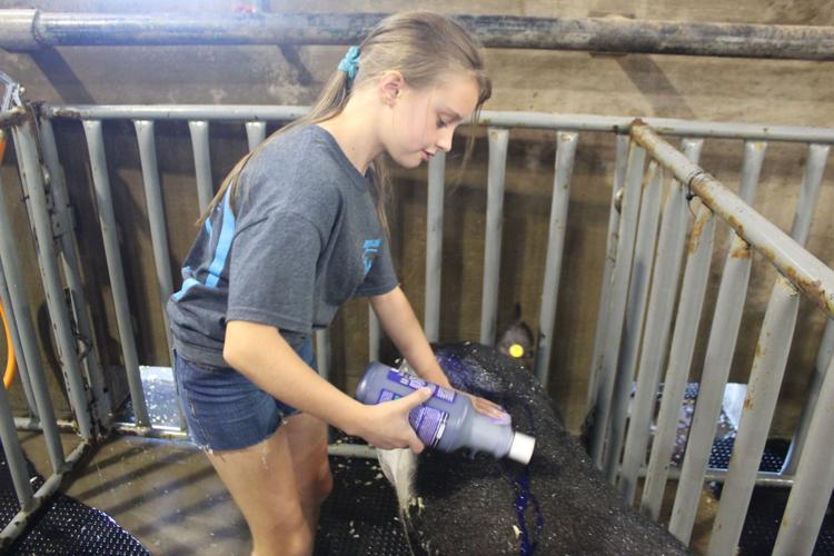 County Fair continues with pig show | News | swoknews.com
