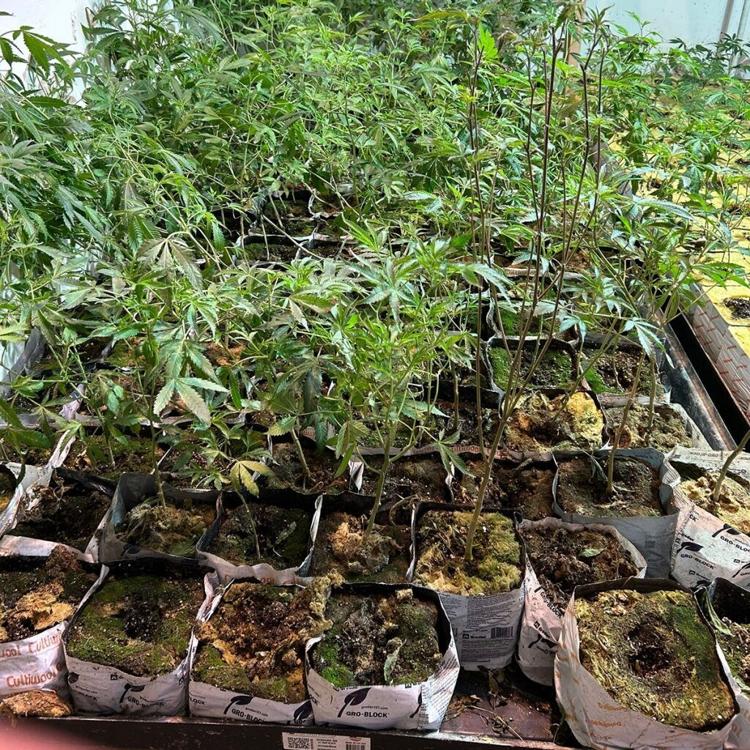 Lawton medical marijuana grow operation suspended | Community News ...