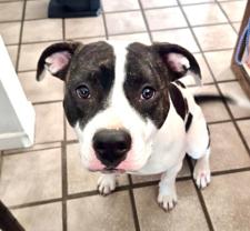 Fishy's Friends Rescue Pet of the Week | Community News | swoknews.com