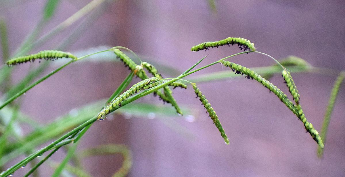 Dallisgrass weeds growing in lawns | Garden | swoknews.com