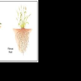 Maintaining underground parts of a plant | Garden | swoknews.com