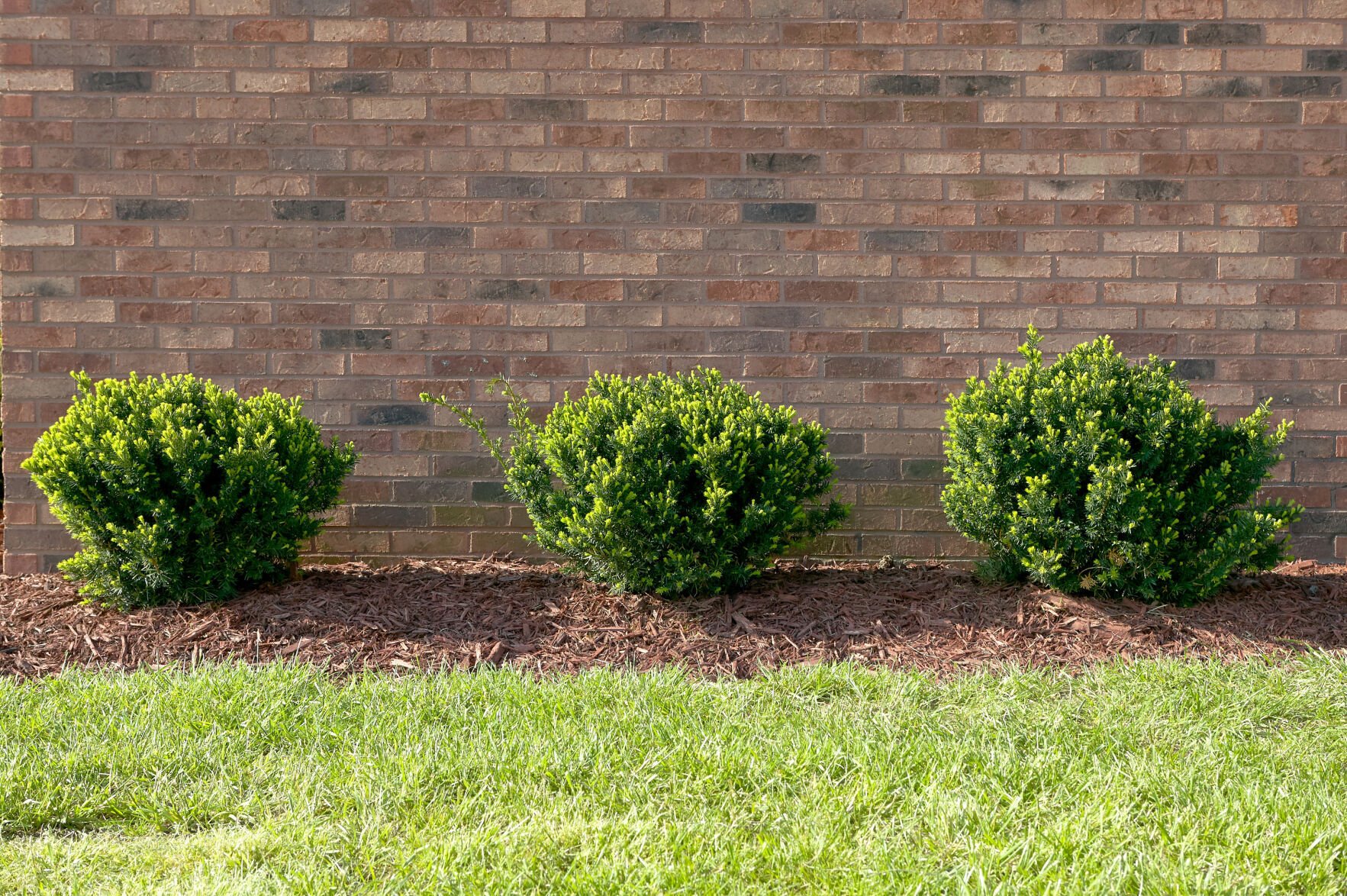 COLUMN: Planting shrubs in the landscape | Community News | swoknews.com