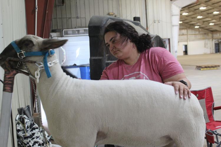 County fair begins with goat, sheep and dairy cow shows | News ...