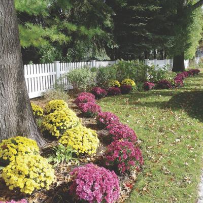 COLUMN: Planning the flower border | Garden | swoknews.com