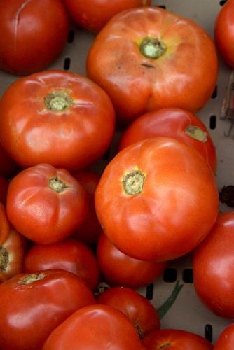 Farmers Market celebrates a juicy tomato | Photo Galleries | swoknews.com