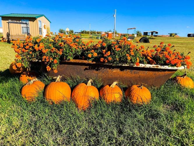 SW OK Pumpkin Patches | News | swoknews.com