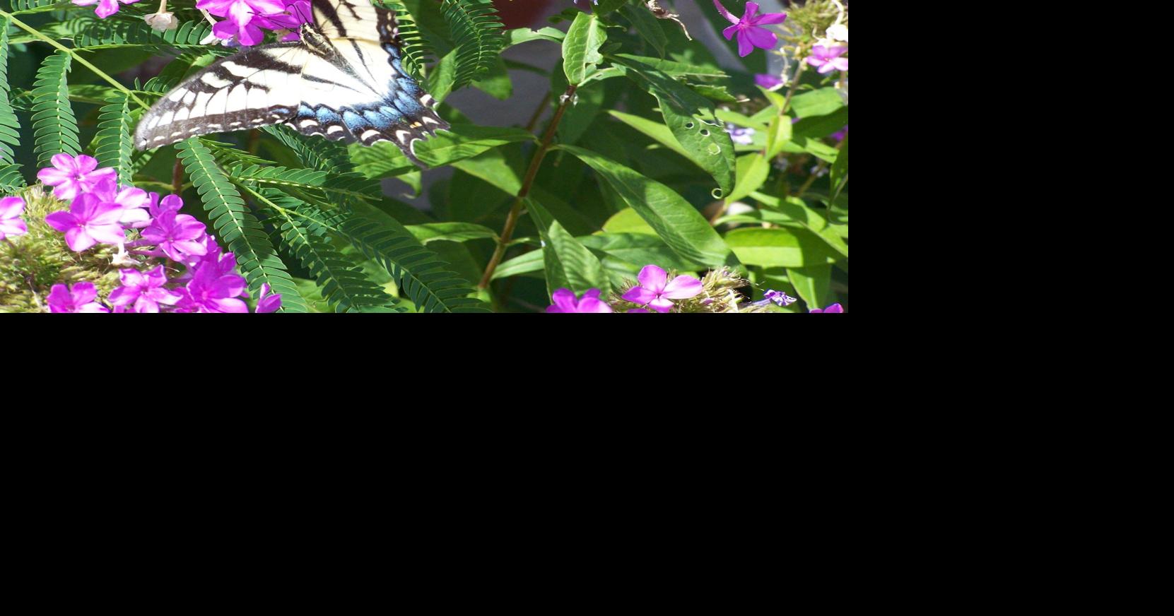 Butterfly species encountered in Oklahoma | Garden | swoknews.com