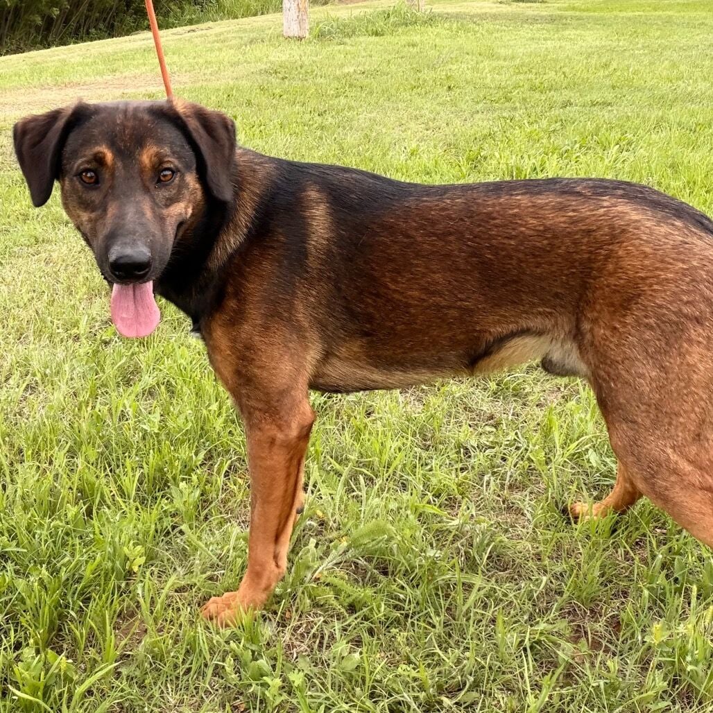 Stephens County Pet of the Week | Community News | swoknews.com