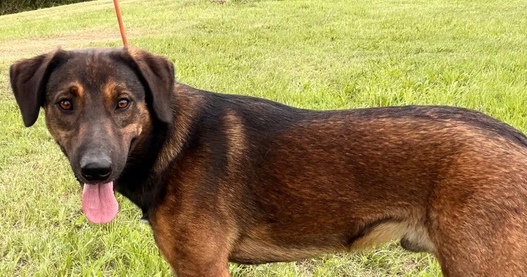 Stephens County Pet of the Week | Community News | swoknews.com