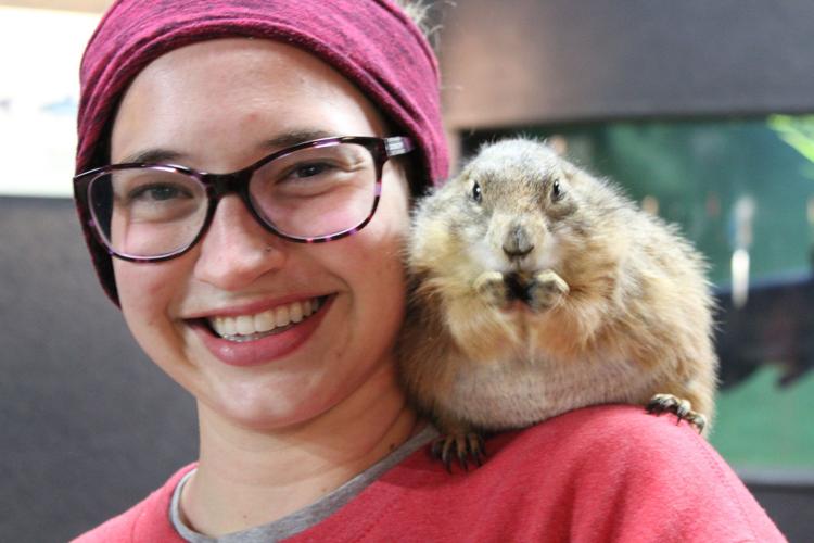 Poppy the Prairie Dog sees her shadow | News | swoknews.com