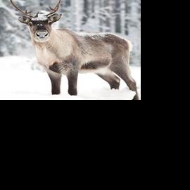 Did you know this about Rudolph? | Sports | swoknews.com
