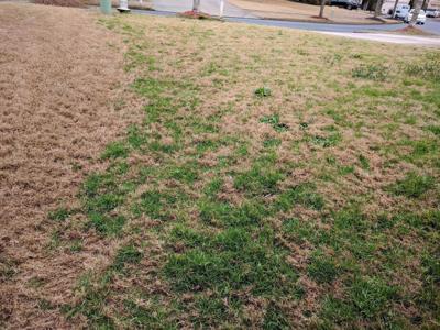 Winter weed control in the lawn | Garden | swoknews.com