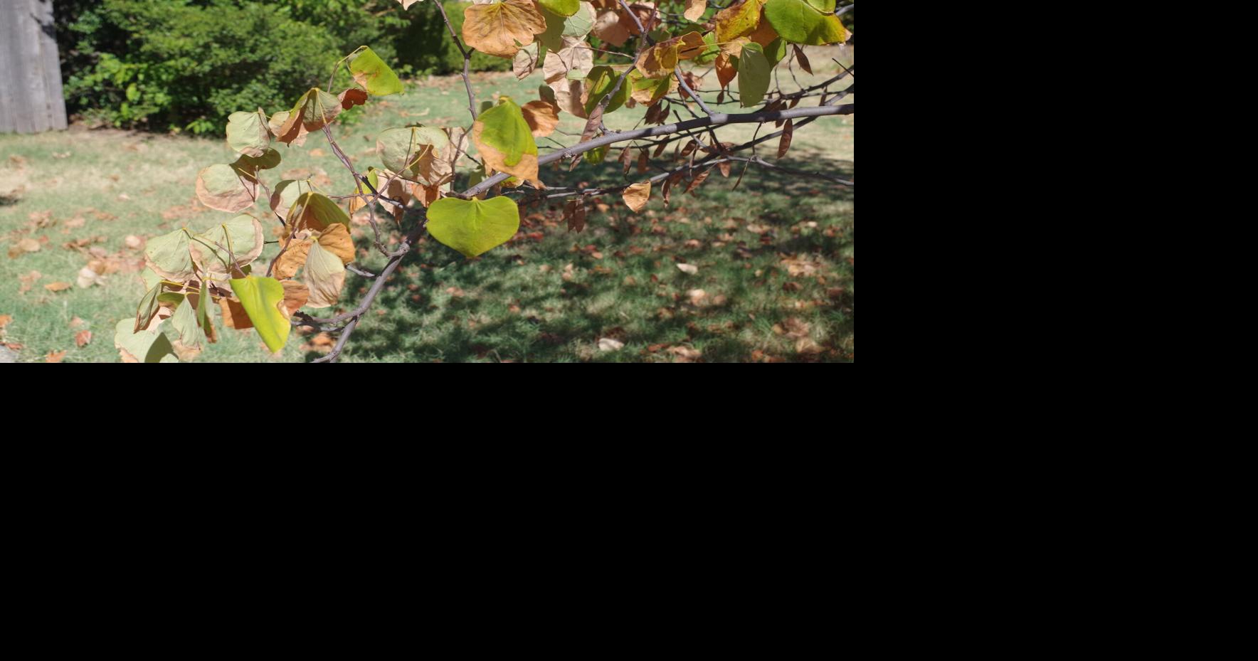 COLUMN: Some strange problems that affect trees | Garden | swoknews.com