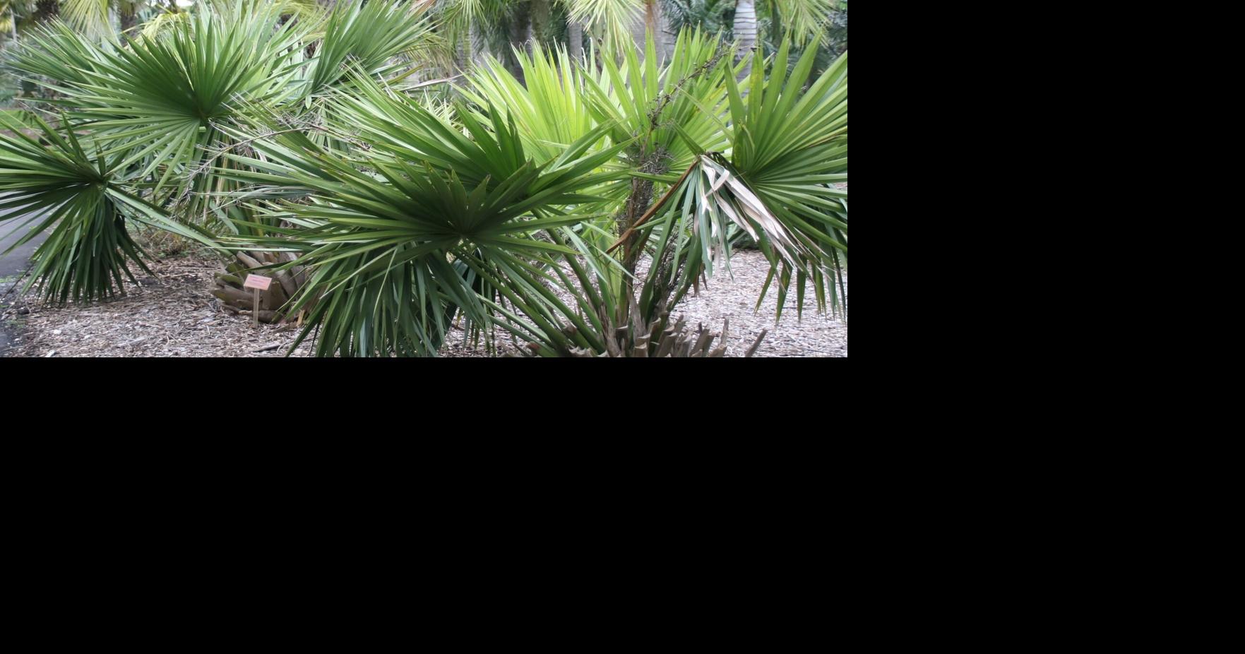 Palms trees in Southwestern Oklahoma | Garden | swoknews.com