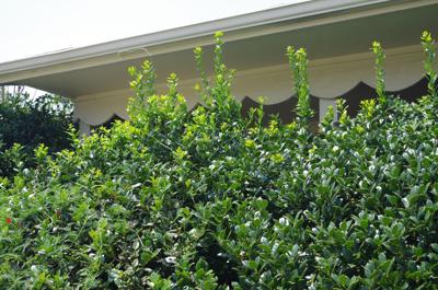 COLUMN: Pruning shrubs wisely | Garden | swoknews.com