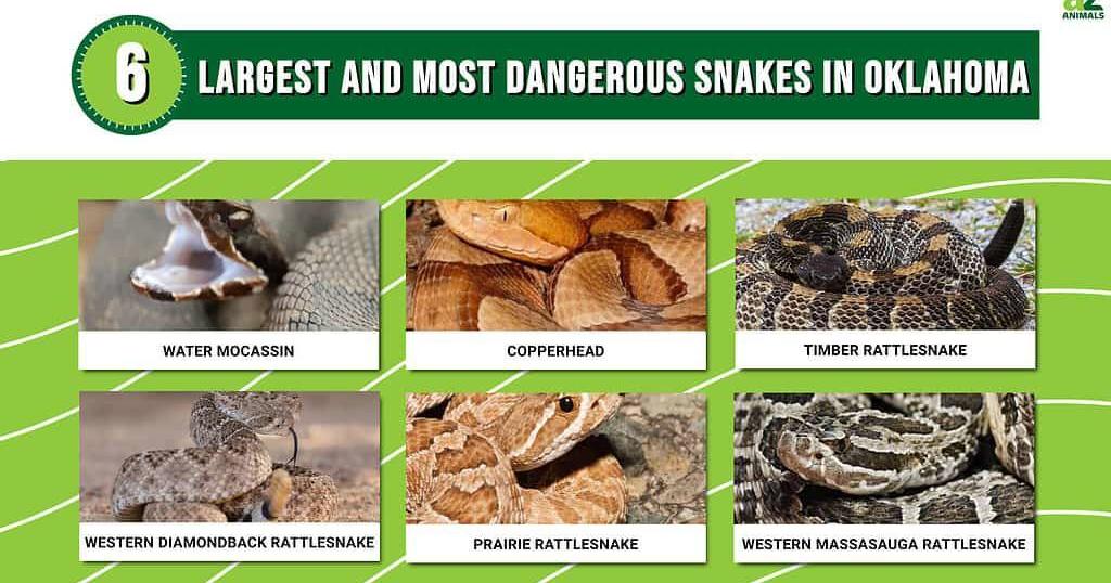 Snakes having a good year so far | Sports | swoknews.com