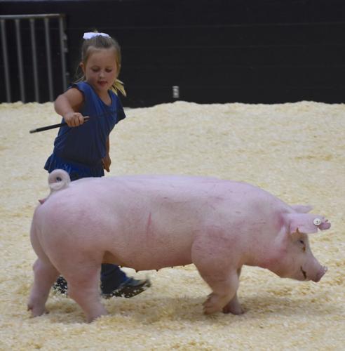 Comanche County Fair swine show | Community News | swoknews.com