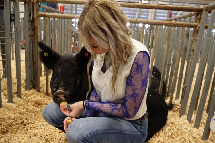 Livestock show offers great 'tails' for tale | News | swoknews.com