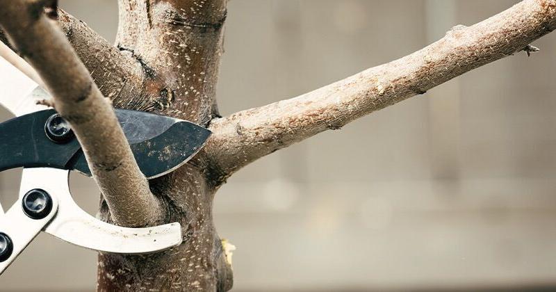 When to prune shade trees | Garden | swoknews.com