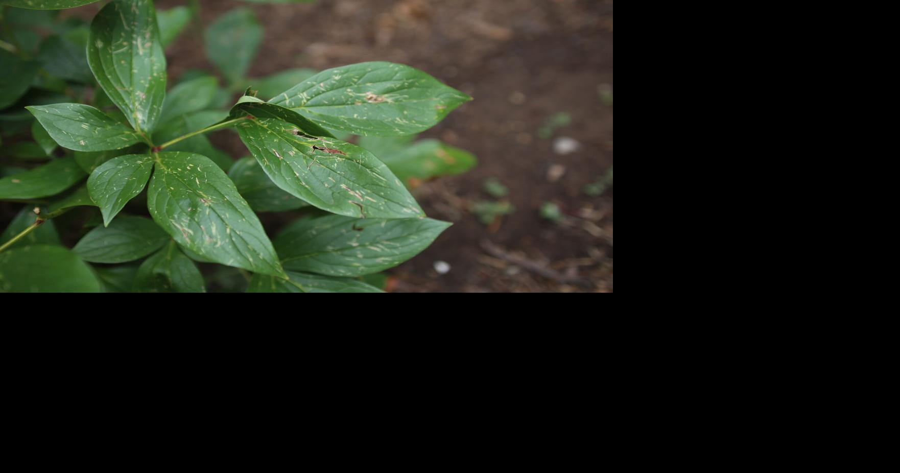 COLUMN: Principles of pest control in the landscape | Photo Galleries ...