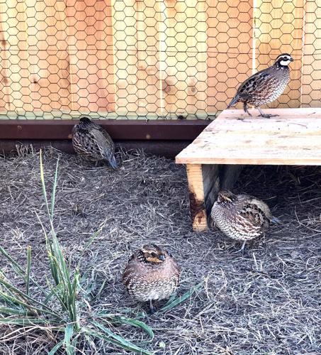 Aquarium hosts grand opening for newest exhibit Saturday | News ...