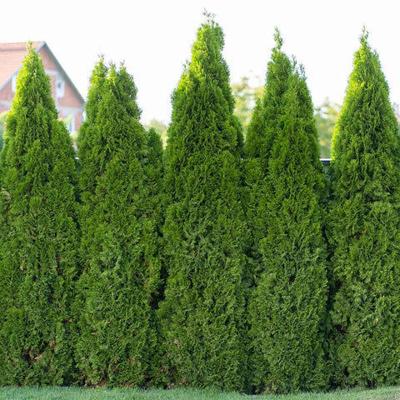 Evergreen trees for Oklahoma | Garden | swoknews.com