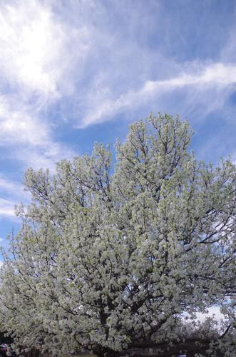 Problem trees in your landscape | Garden | swoknews.com