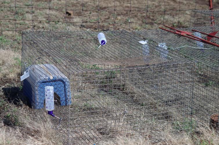 City prairie dogs making themselves at home in the Wichita Mountains ...