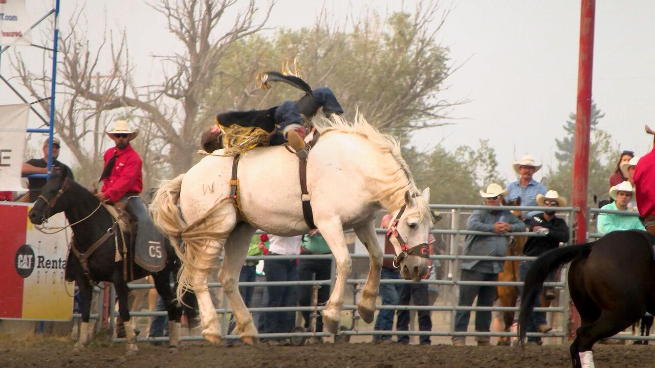 Meet 'Virgil': One of the greatest bucking horses of all time | Rodeo ...
