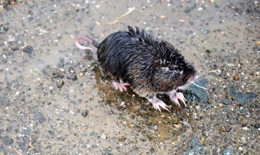 caddyshack gopher explosion