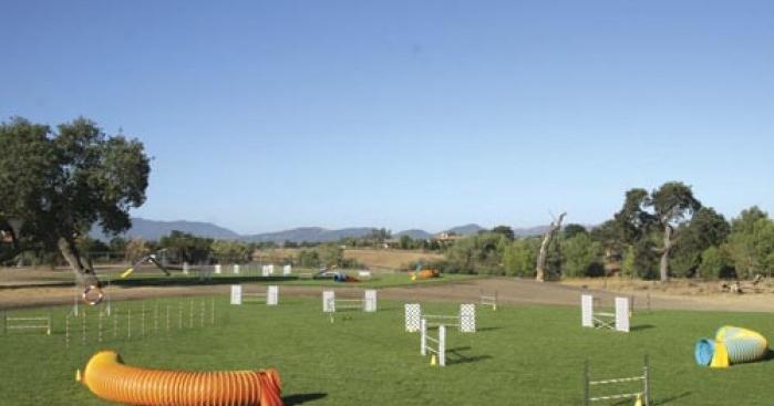 Instructor opens dog training site | Local news | syvnews.com