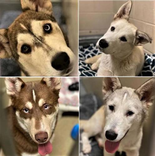 Foster homes needed now for Siberian husky puppies at Santa Maria ...