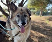 Lompoc's Sheldon Canley Jr. signs with San Diego State | Local Sports ...