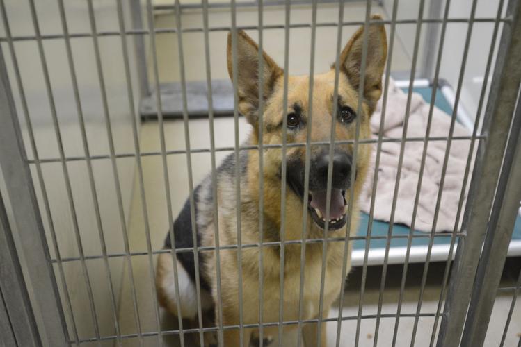 'Busiest day of the year': Local animal shelters see increase in strays ...