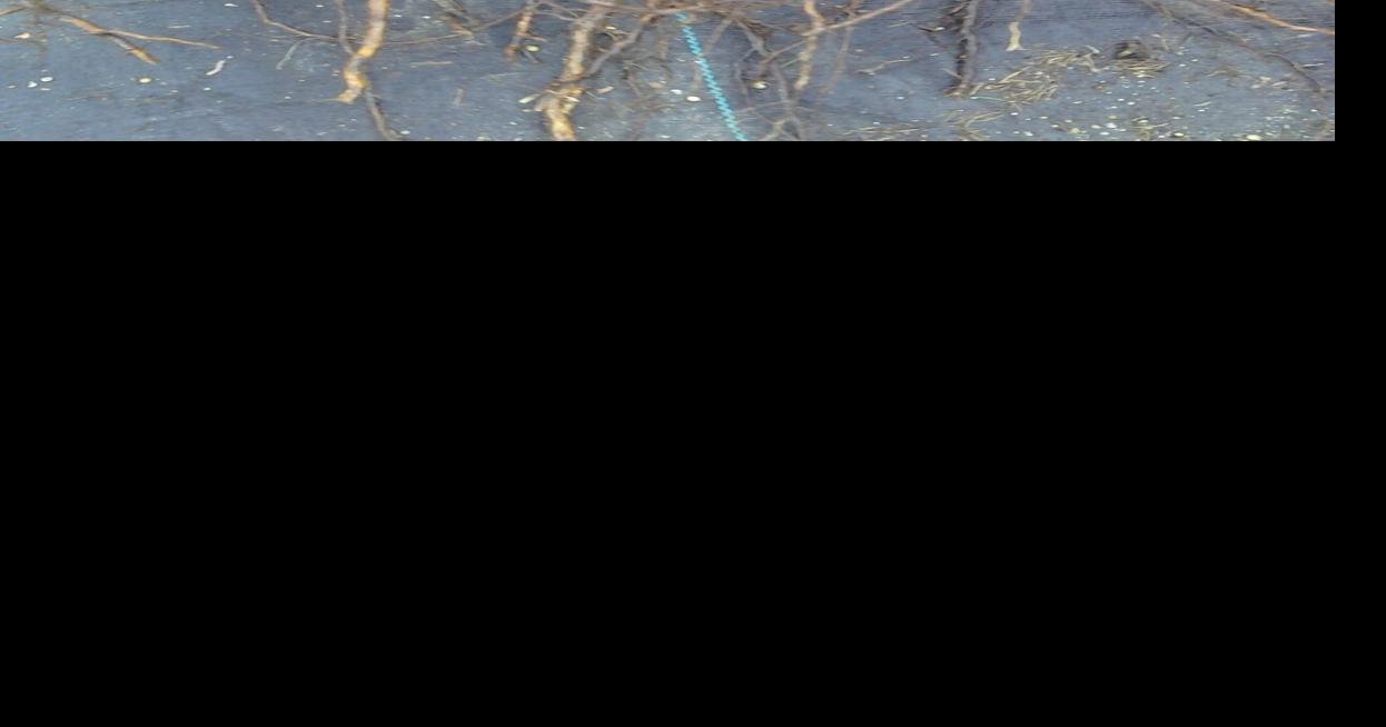 Bare root stock available, ready for winter planting | Home & Garden ...