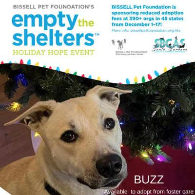Adopt a pet and help Animal Services 'Clear the Shelters' this holiday ...