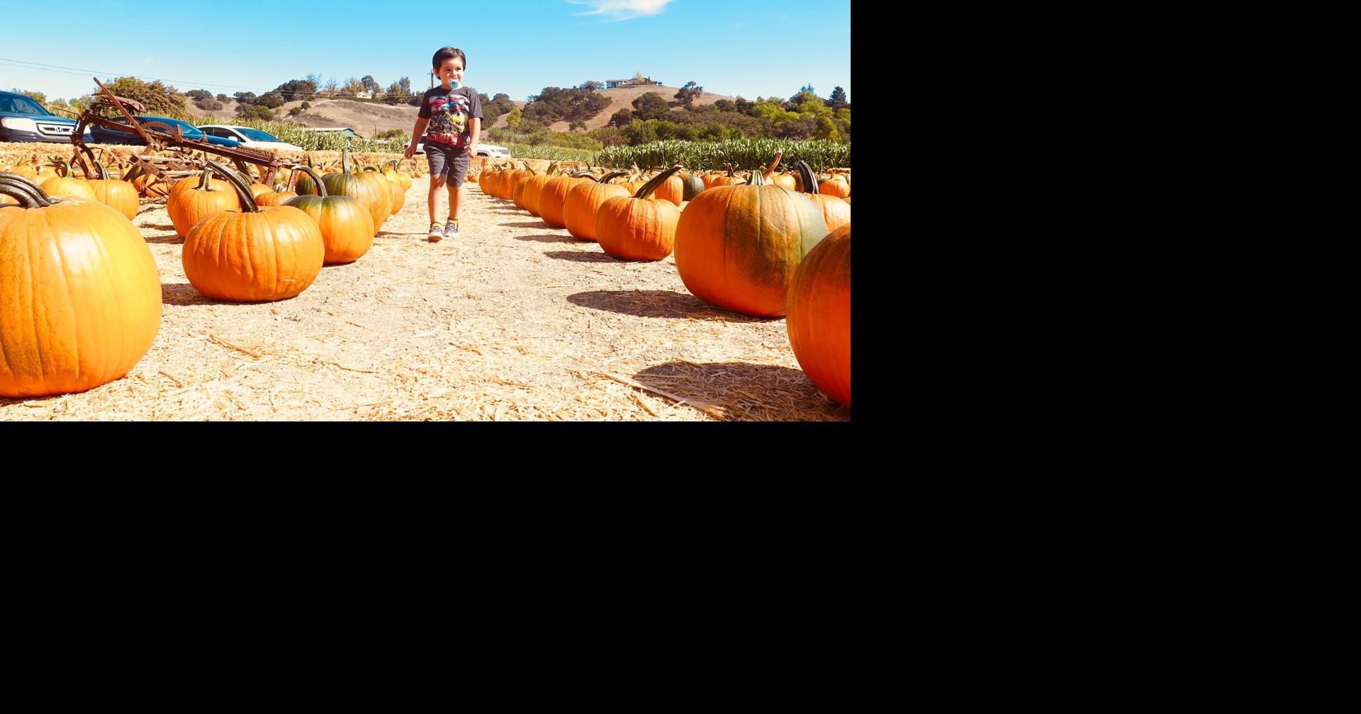 Solvang efforts to engage tourists showcase fall events modified for ...