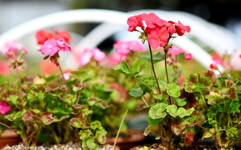 Growing Grounds Farm in Santa Maria offers employment for those with ...