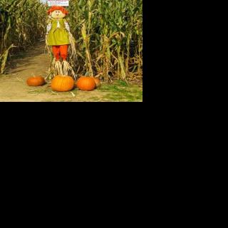 Corn maze design revealed at Solvang Farmer Pumpkin Patch | Valley Life ...