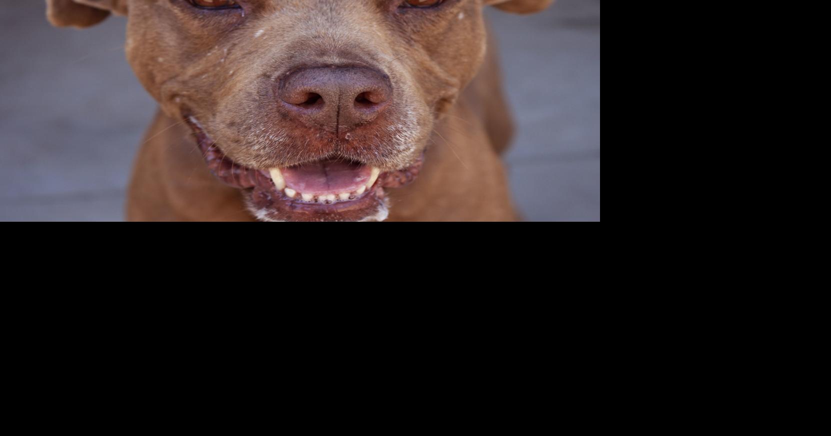 CAPA Pet of the Week: Lima | Pets | syvnews.com